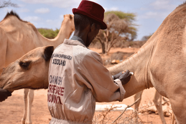 Saving Livestock, Protecting Livelihood - BORESHA
